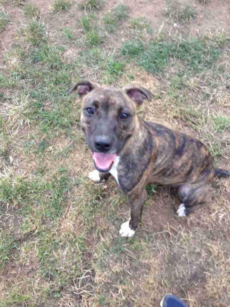 Lexi - 2 year old female Staffordshire Bull Terrier cross Whippet ...
