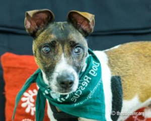 Jerry Green Dog Rescue Nottinghamshire - Dogs for Adoption - dogsblog ...