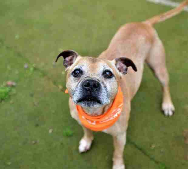 The Oldies Club - Dogs for Adoption - dogsblog.com - Page 7 of 51