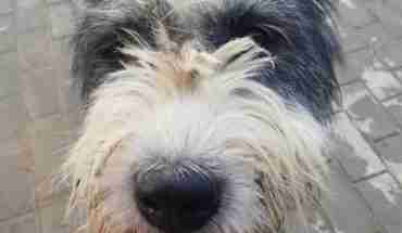 All Dogs Available For Adoption Dogs for Adoption and Rescue - Page 3