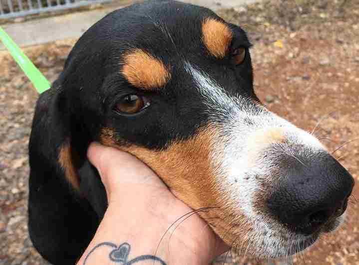 Willow - 4 year old male Jura Hound Cross available for adoption