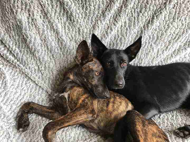 Ella and Izzy - 21 month old female Dutch Shepherd Crosses available ...