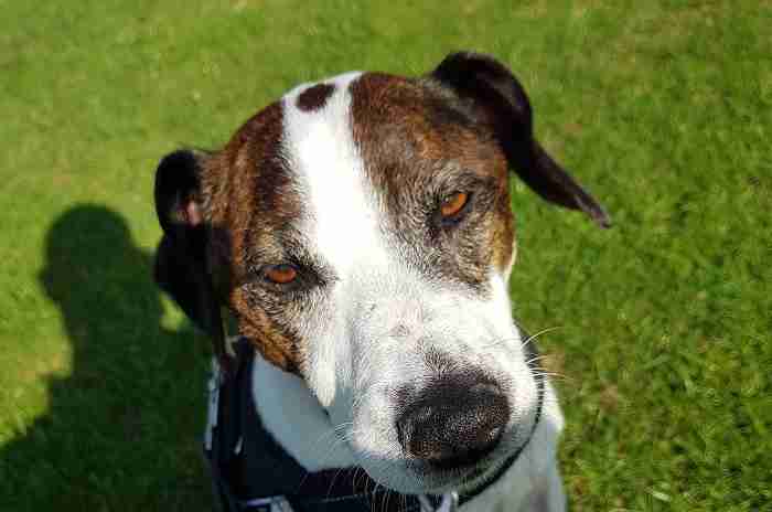 Reggie - 7 year old male Jack Russell Terrier cross Staffordshire Bull ...