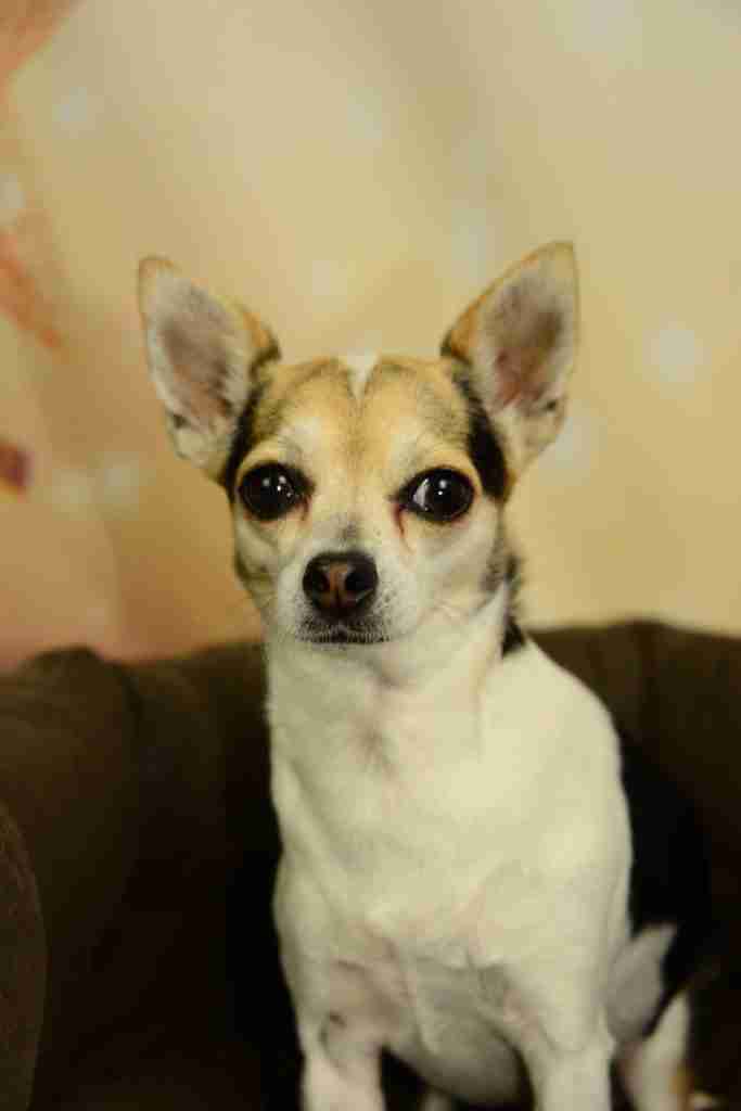 Tilly - 4 year old female Chihuahua available for adoption