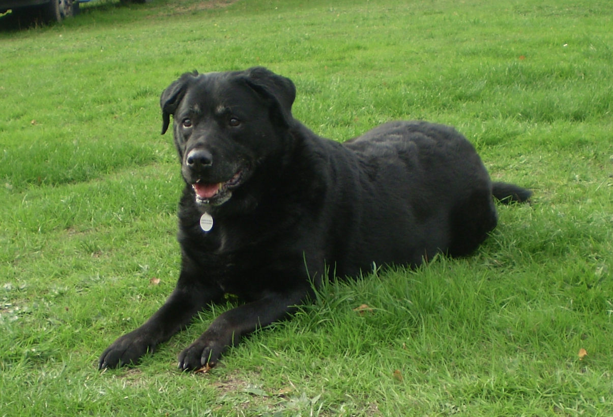 Storm - 10 year old female Labrador cross Rottweiler available for adoption