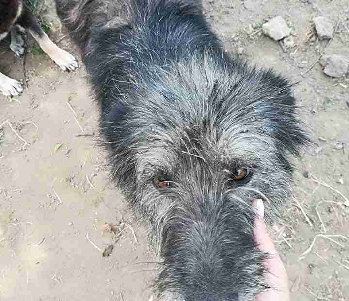Peppi - 3-5 year old female Irish Wolfhound Cross available for adoption