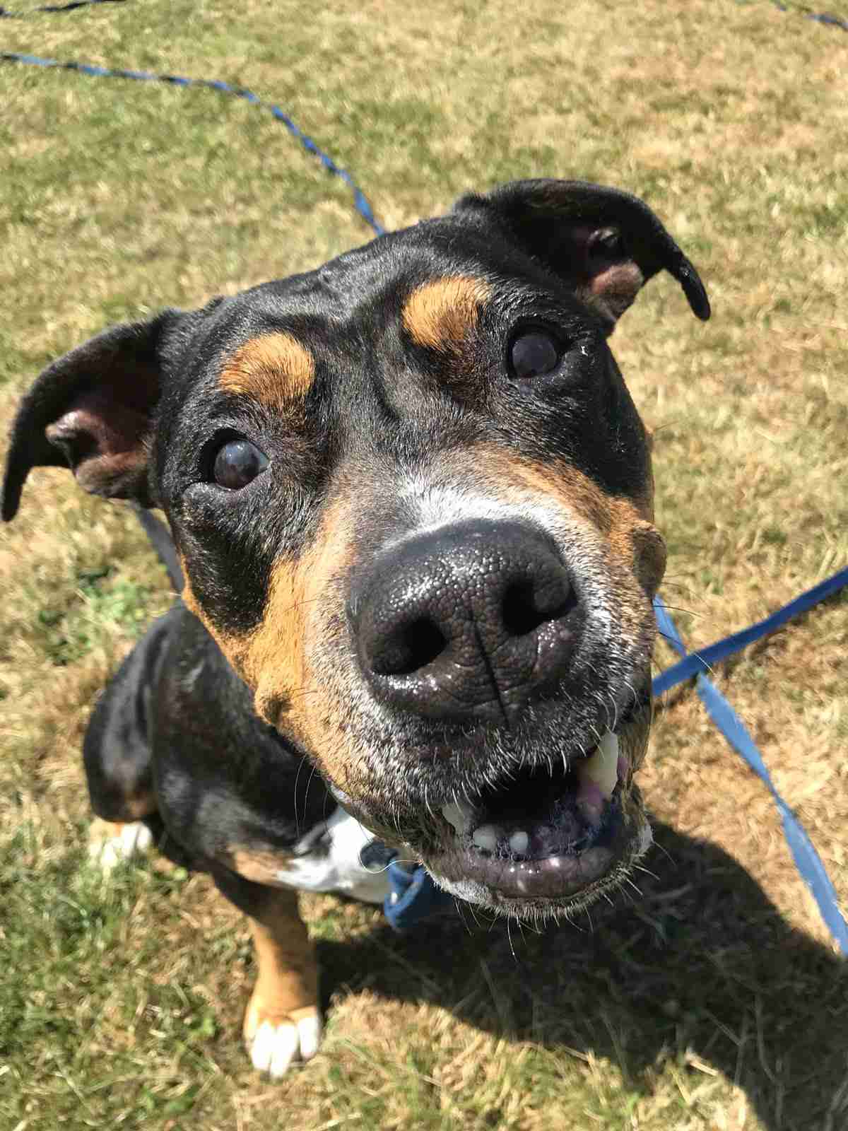 Cindy - 7 year old female Staffordshire Bull Terrier cross Rottweiler ...