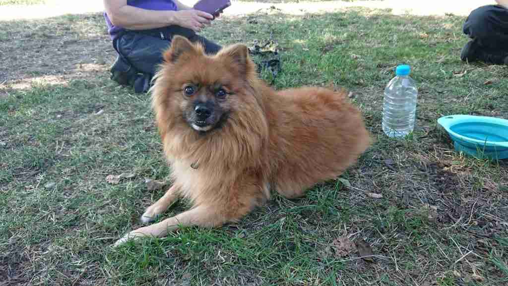 Mayhew Animal Home - Dogs for Adoption - dogsblog.com - Page 3 of 106