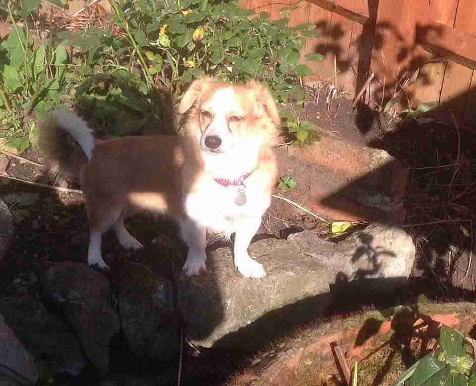 Star - 2 year old female Corgi cross Cavalier King Charles Spaniel ...