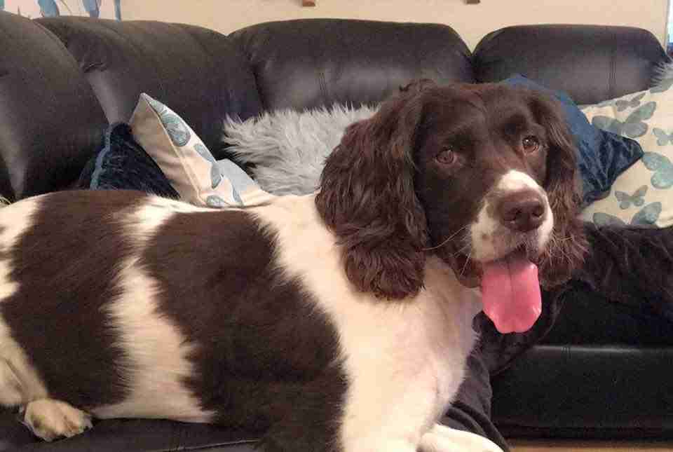 Spaniel Aid UK - Dogs for Adoption - dogsblog.com - Page 6 of 22