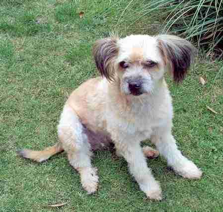 The Oldies Club - Dogs for Adoption - dogsblog.com - Page 7 of 51