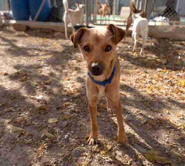 Owen - 12 month old male Ibizan Hound (Podenco) Cross available for ...