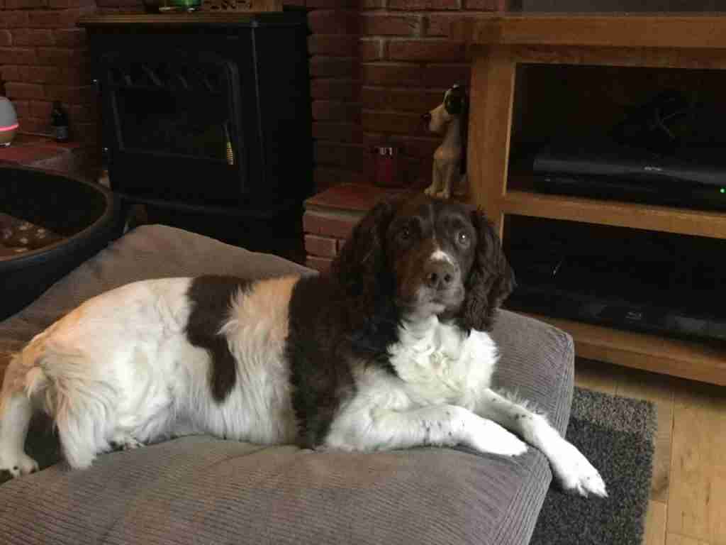 Spaniel Aid UK - Dogs for Adoption - dogsblog.com - Page 5 of 22