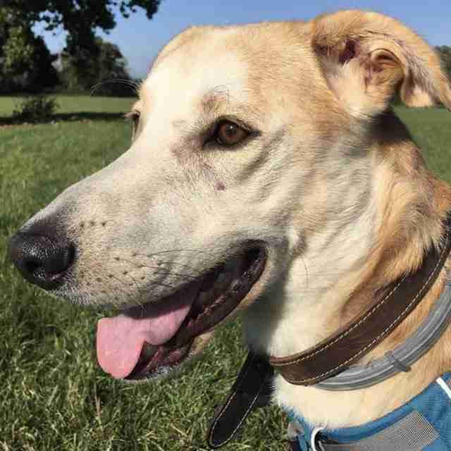 Cooper - 1-2 year old male Labrador cross Ibizan Hound (Podenco ...