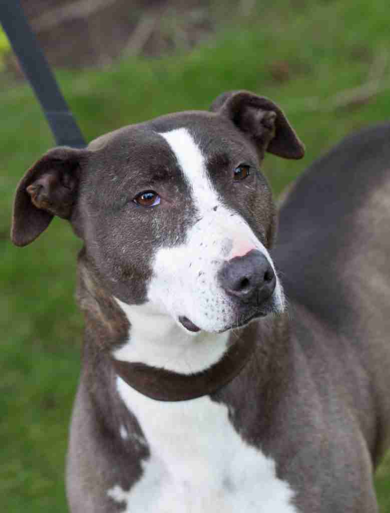 Kiera - 2 year old female Bull Terrier Cross available for adoption