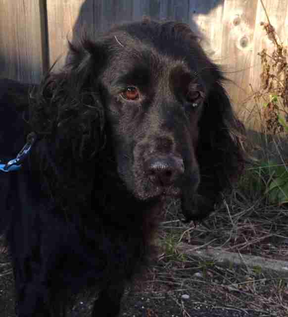 Lady - 5 year old female English Cocker Spaniel available for adoption