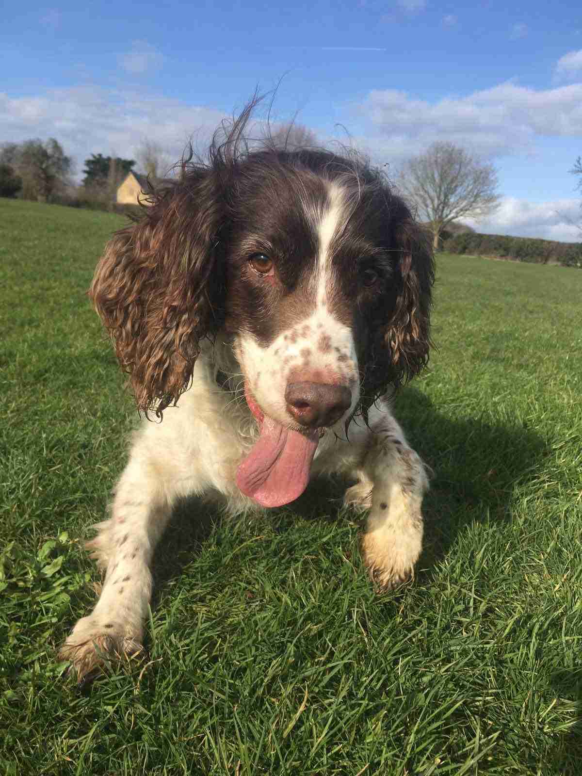 Bobby - 13 year old male English Springer Spaniel available for adoption