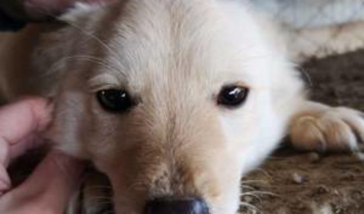 Feli – 7 month old female Cross-Breed dog for adoption