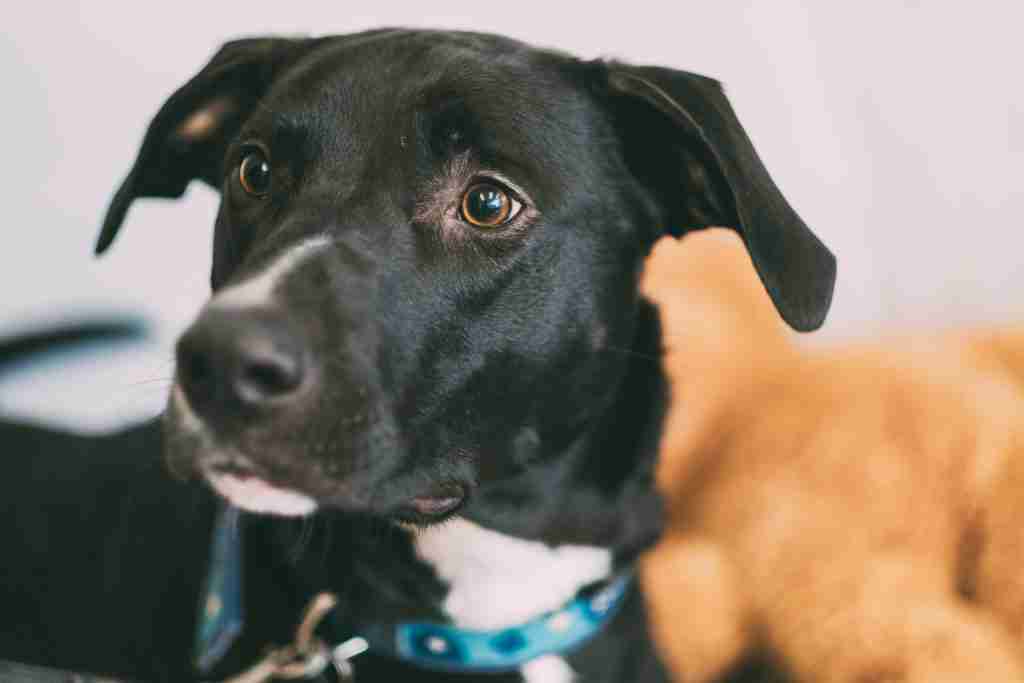 Jasper - 2-3 year old male Bull Mastiff cross Greyhound available for ...