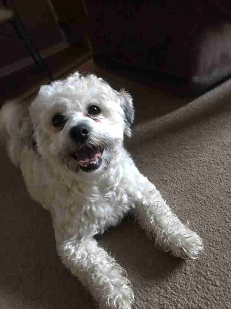 Milo - 1 year old male Bichon Frise Cross available for adoption