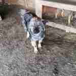 Misha – 2 year old female Cross-Breed dog for adoption