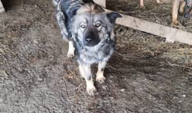 Misha – 2 year old female Cross-Breed dog for adoption