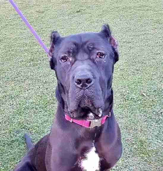 Raven - 2 year old female Cane Corso available for adoption