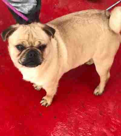 Stevie - 3 year old male Pug cross Cavalier King Charles Spaniel ...