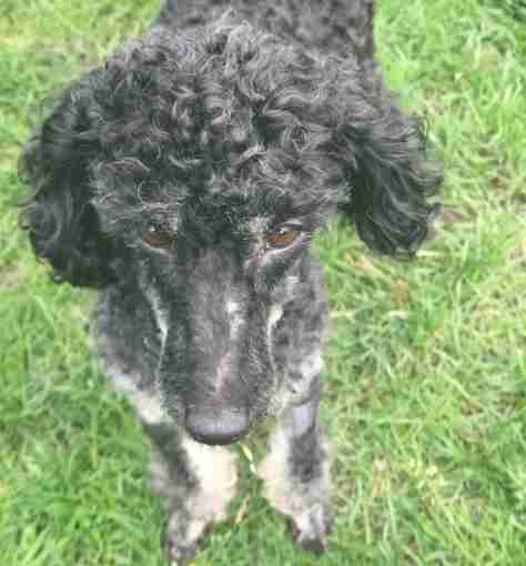 Ash - 3 year old male Miniature Poodle available for adoption