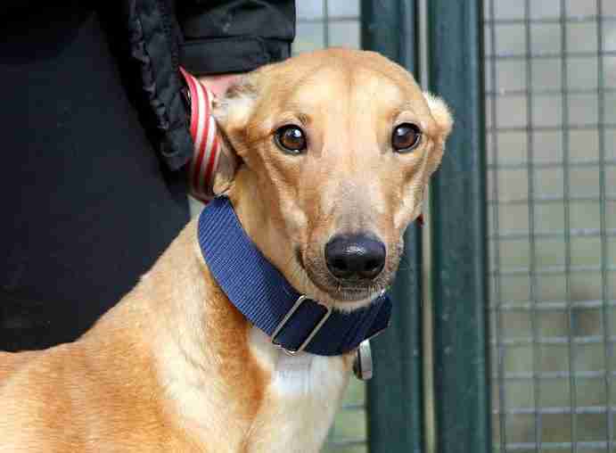 Greyhound Gap - Dogs for Adoption - dogsblog.com