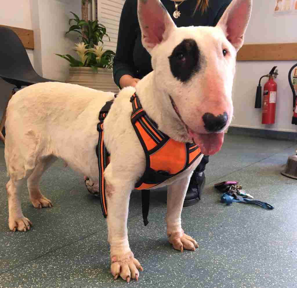 Lulu - 5 year old female English Bull Terrier available for adoption