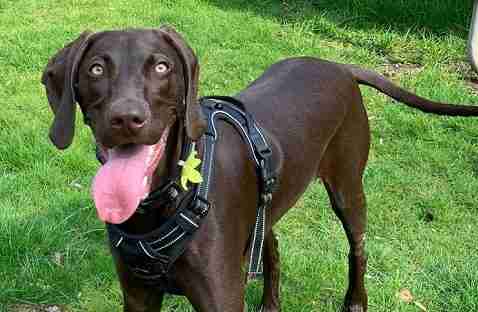 Rudy - 1 year old male German Wire-Haired Pointer cross Weimaraner ...