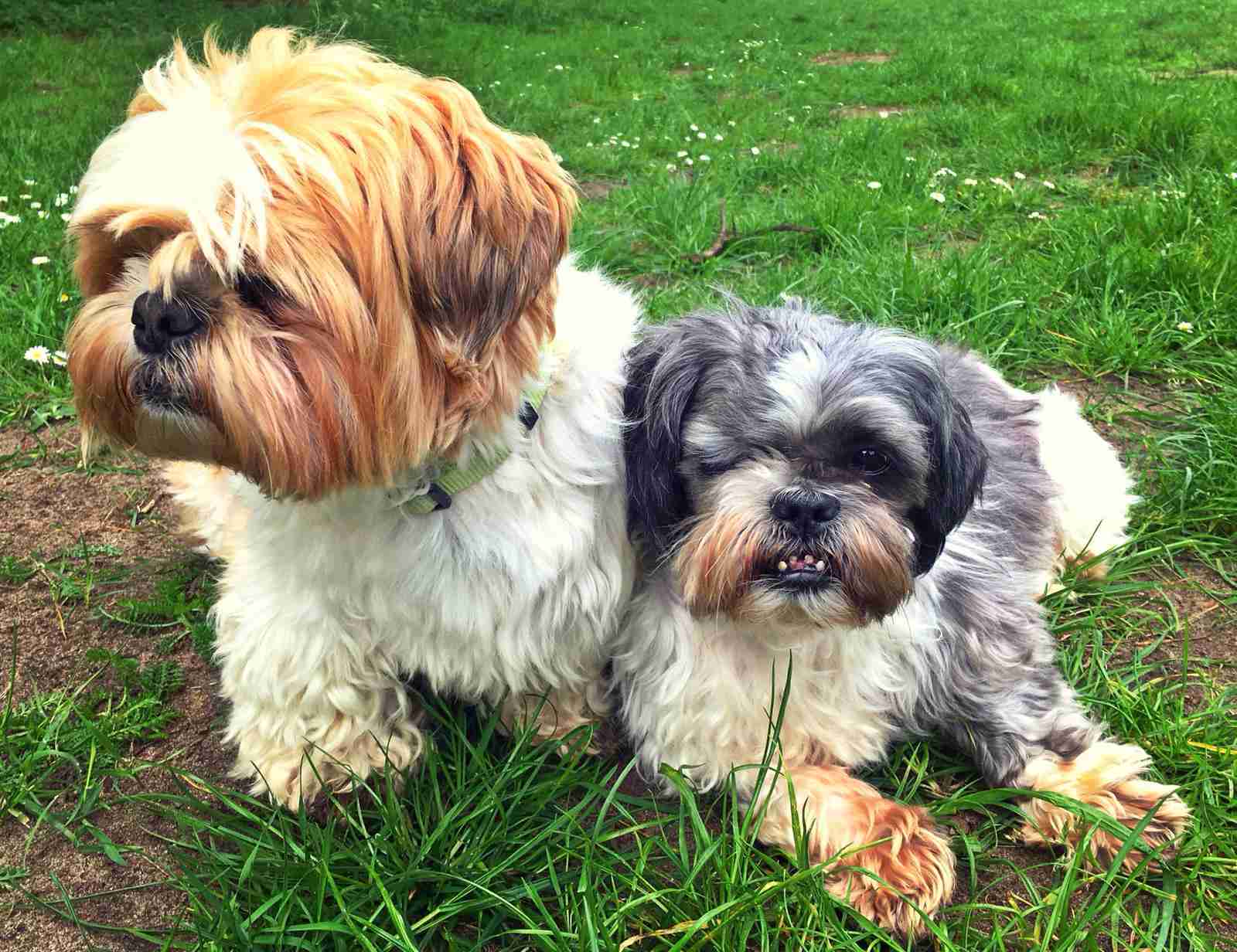 Tiny and Toby - 6-10 year old male Shih Tzus available for adoption