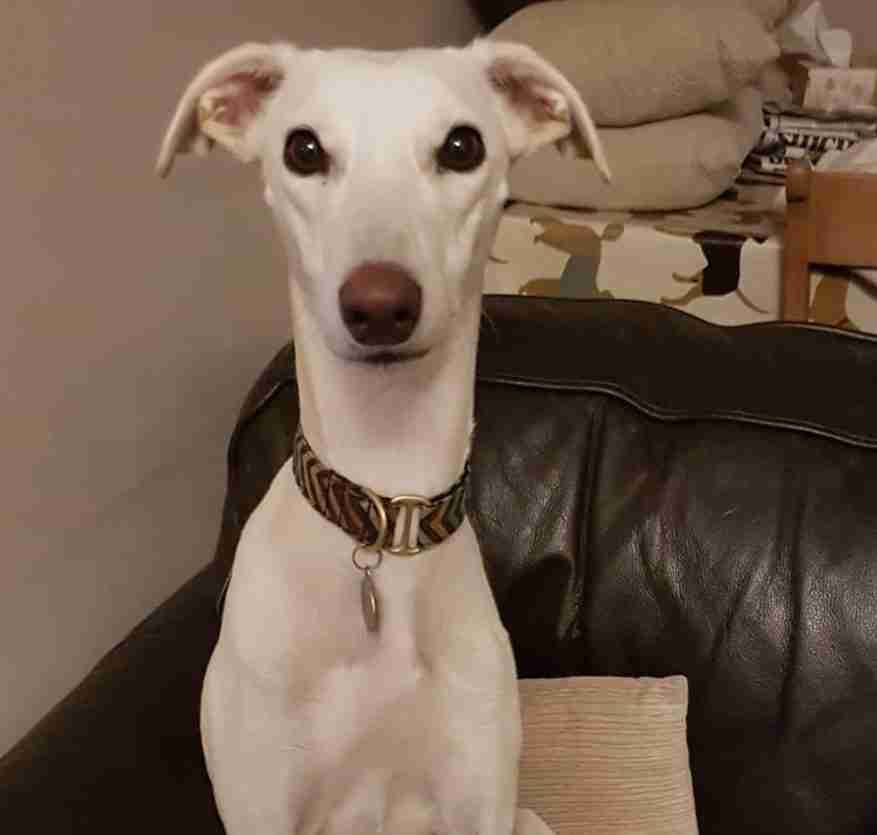 Skye - 2 year old female Saluki cross Greyhound available for adoption
