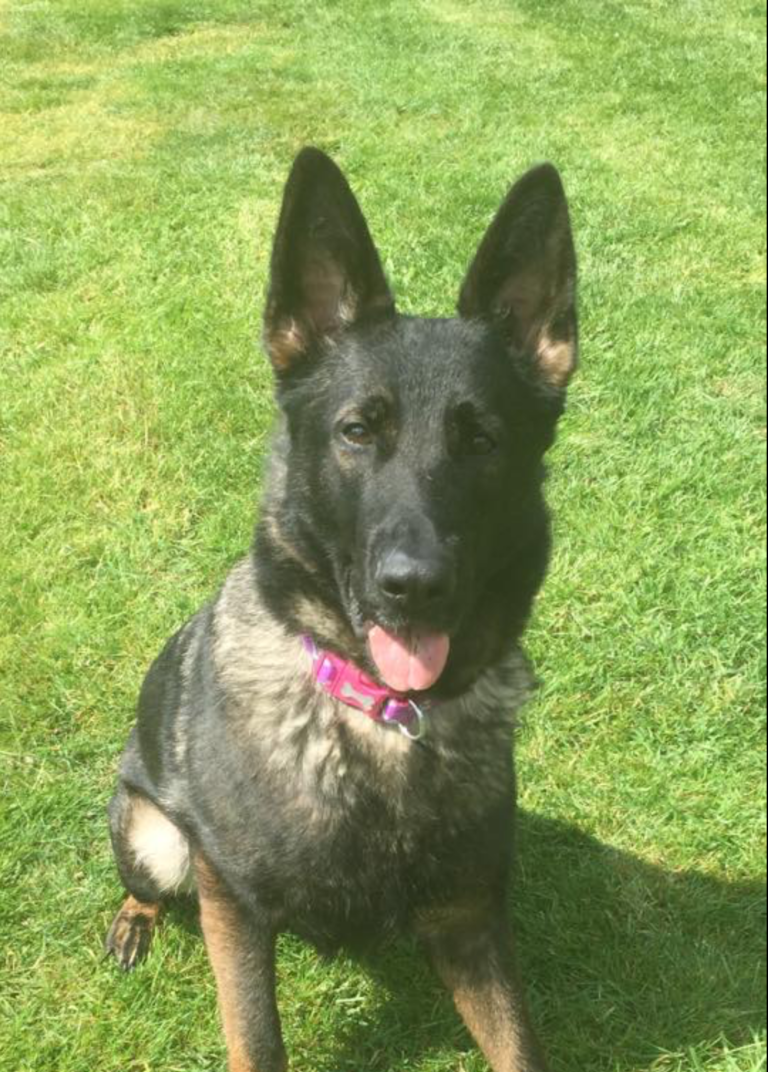 Rovers Dog Rescue Brentwood Essex - Dogs for Adoption - dogsblog.com ...