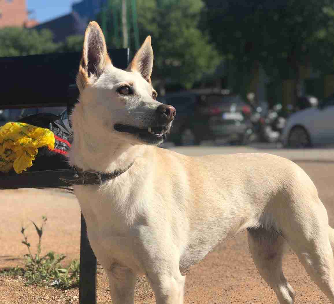 Bianca - 2 year old female Podenco Cross available for adoption