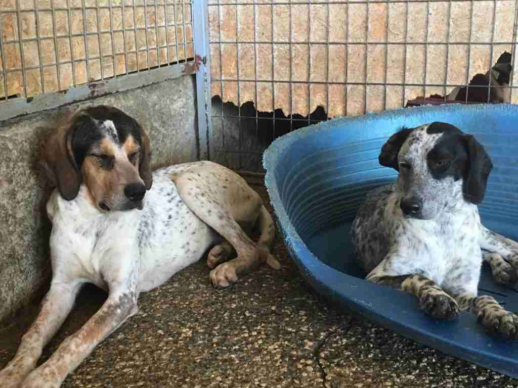 DOG Rescue Cyprus - Dogs for Adoption - dogsblog.com - Page 10 of 46