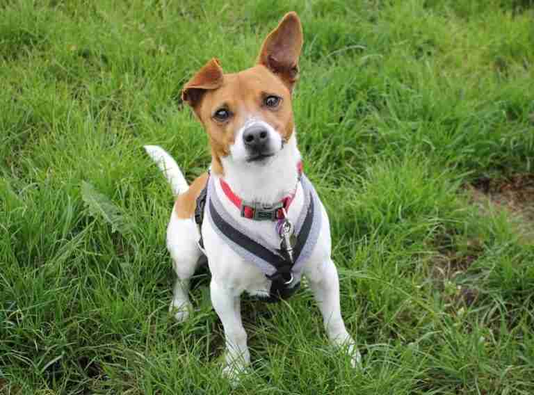 Jack Russell Terrier Dogs For Adoption