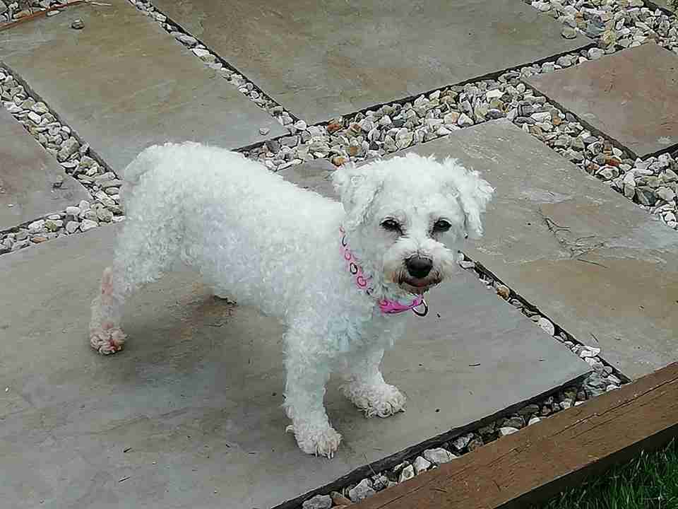 Toots - 7 year old female Bichon Frise available for adoption