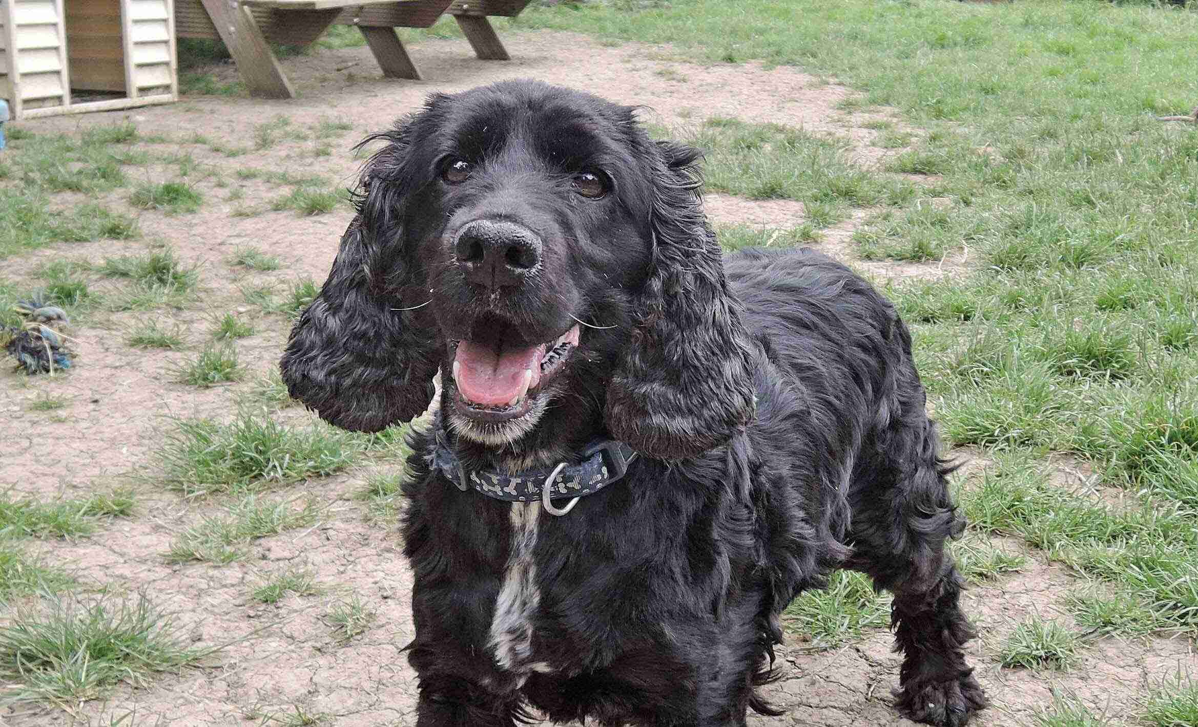 Summer – 5 year old female English Cocker Spaniel dog for adoption