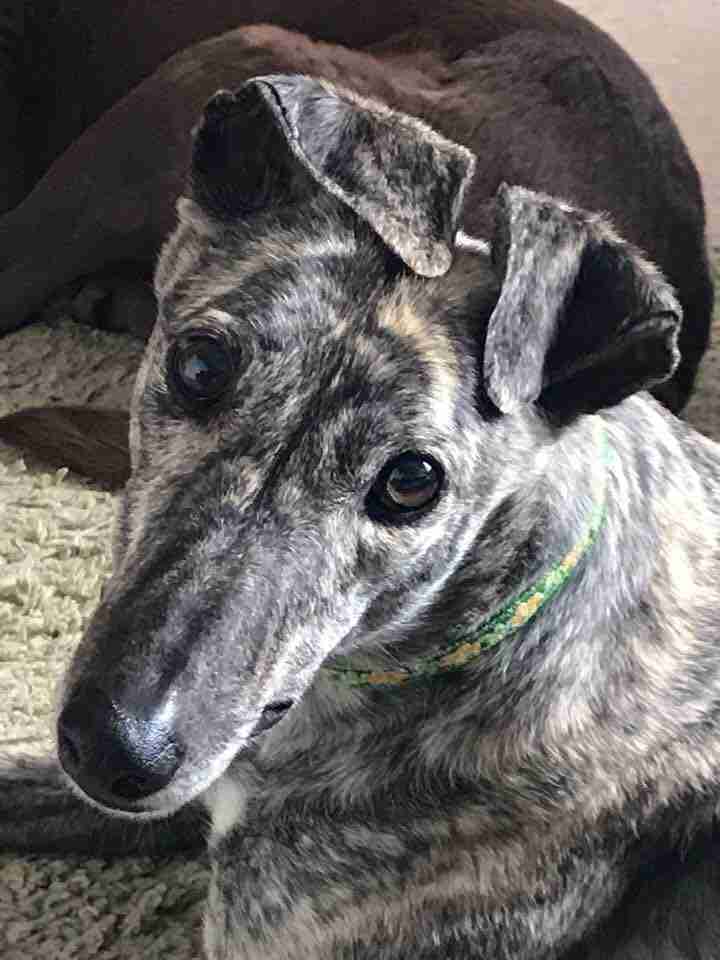 Willow - 3 year old female Greyhound available for adoption