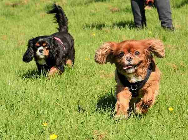 The Oldies Club - Dogs for Adoption - dogsblog.com - Page 5 of 50