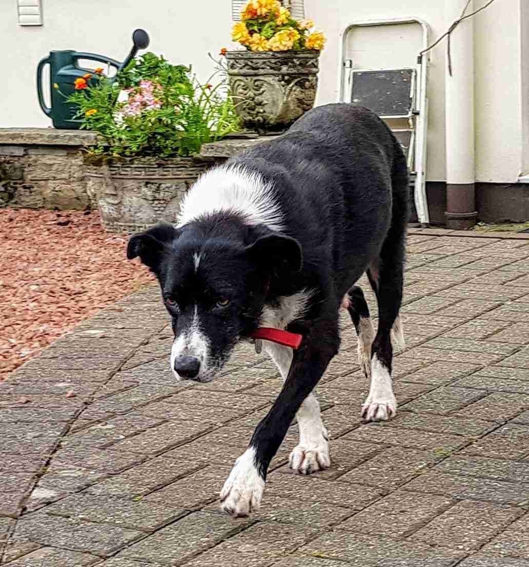 Lady - 10 year old female Border Collie available for adoption