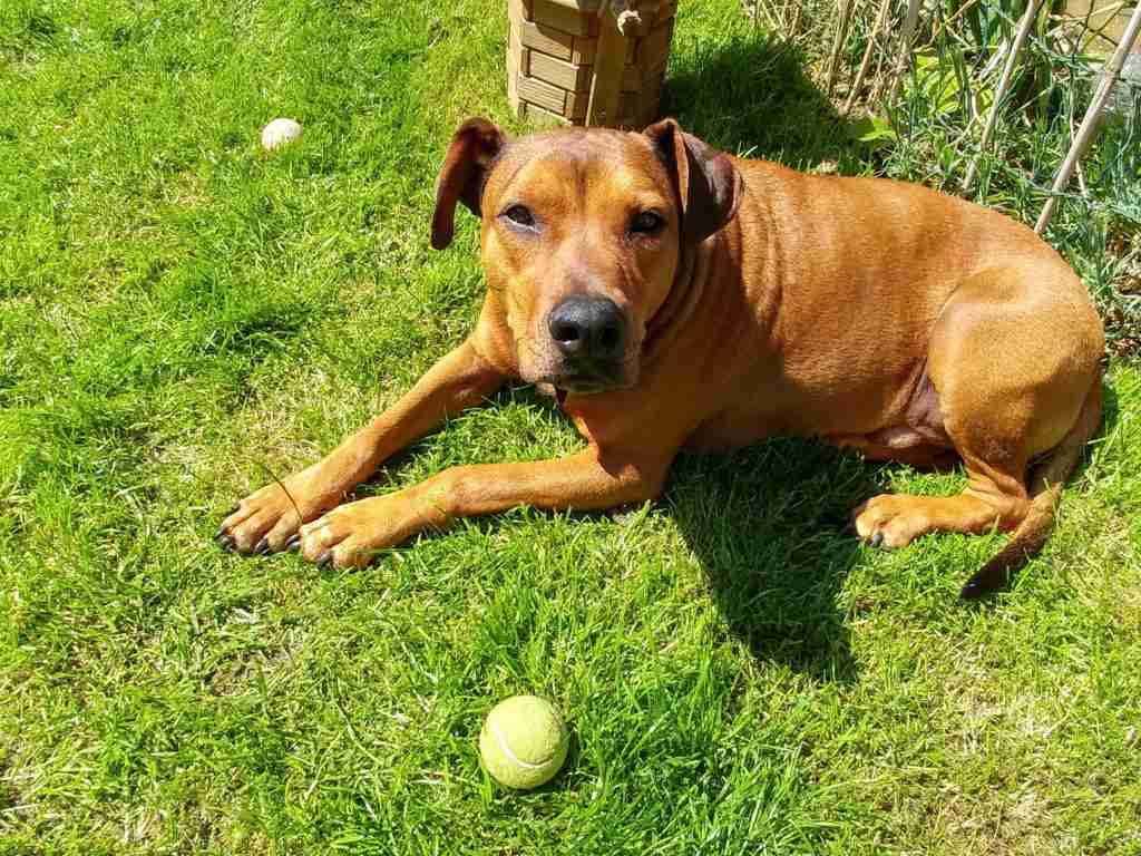 DOG Rescue Cyprus - Dogs for Adoption - dogsblog.com - Page 5 of 46