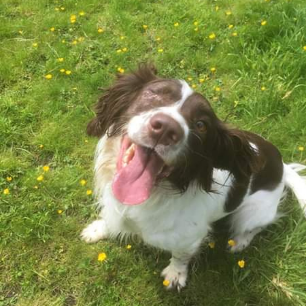 Charlie - 5 year old male English Springer Spaniel available for adoption