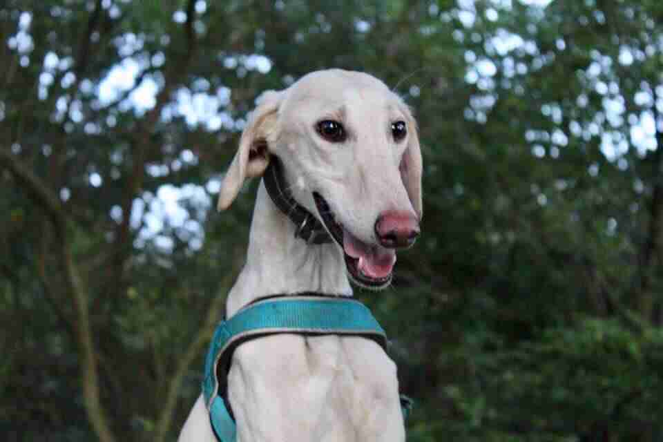 Jeff - 1 year old male Saluki Cross available for adoption