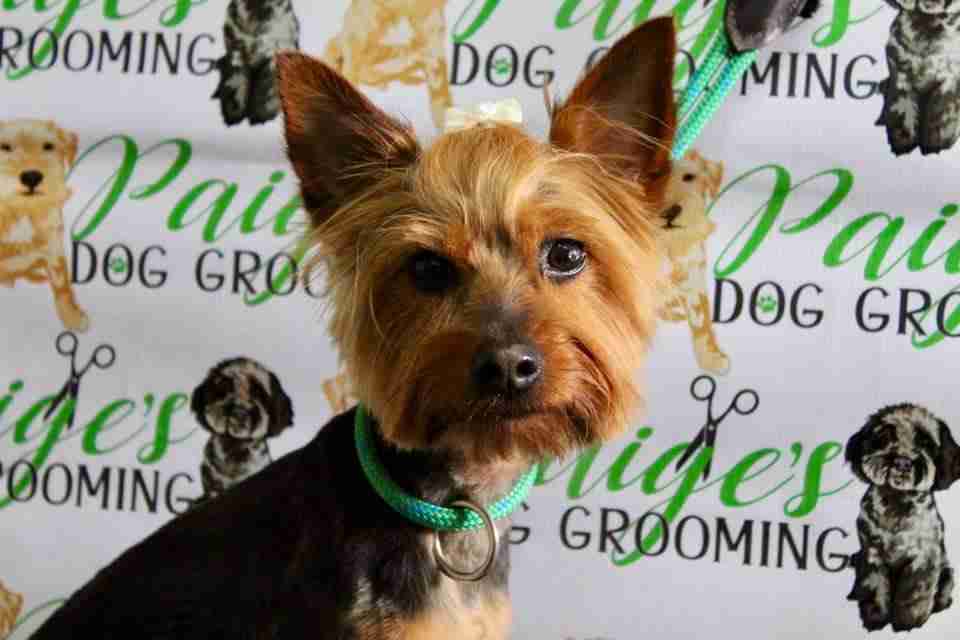 Paris - 5 year old female Yorkshire Terrier available for adoption