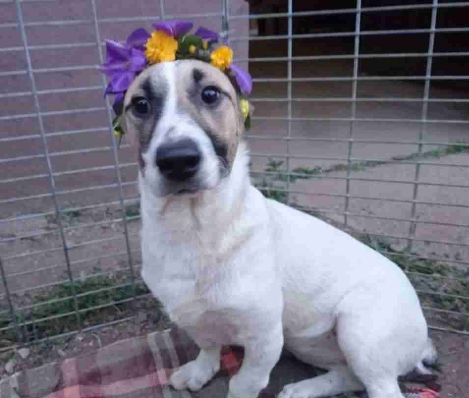 Everly - 8 month old female Jack Russel Terrier Cross available for ...
