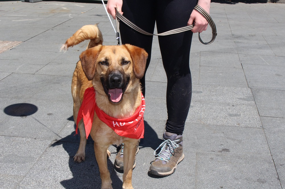 Jacky - 2 year old male Spanish Mastin cross German Shepherd Dog ...