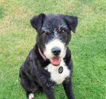 The Oldies Club - Dogs for Adoption - dogsblog.com - Page 5 of 51